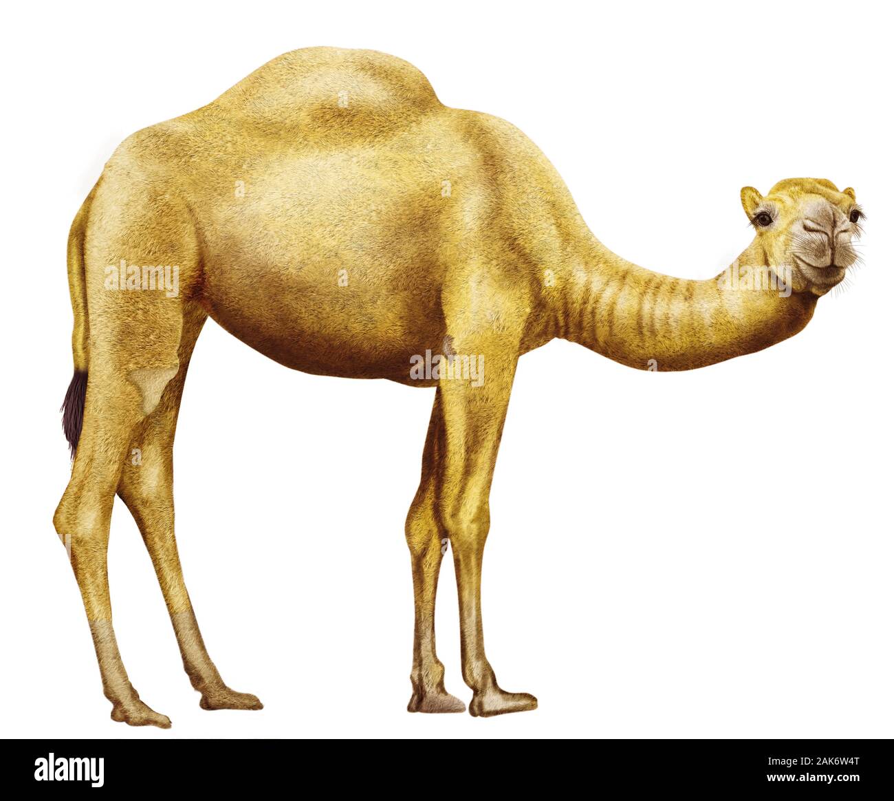 Camel realistic illustration Stock Photo - Alamy