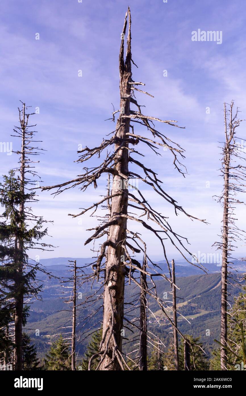 Dead trees in the forest, wide angle photo Stock Photo - Alamy
