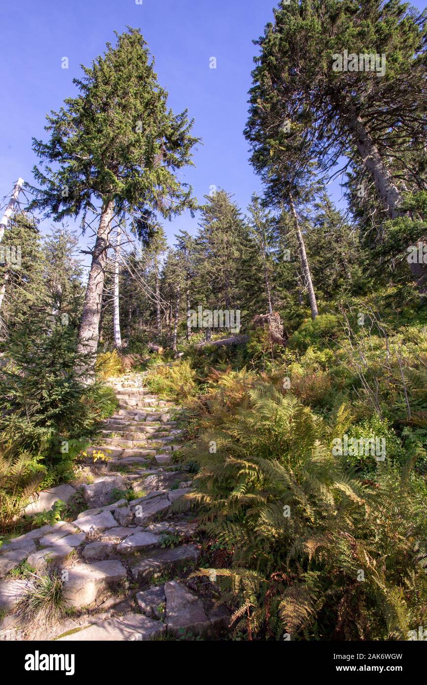Path way in forest, summer nature landscape Stock Photo - Alamy