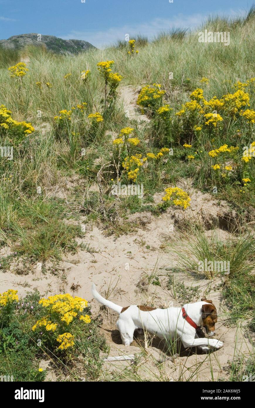 Terrier digging sand hi-res stock photography and images - Alamy