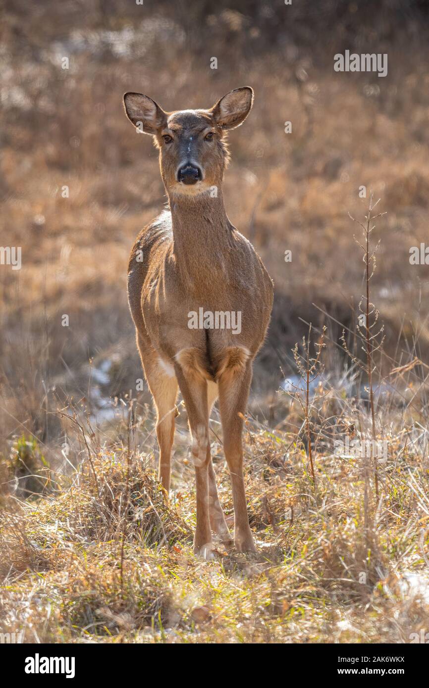 White tailed doe hi-res stock photography and images - Alamy