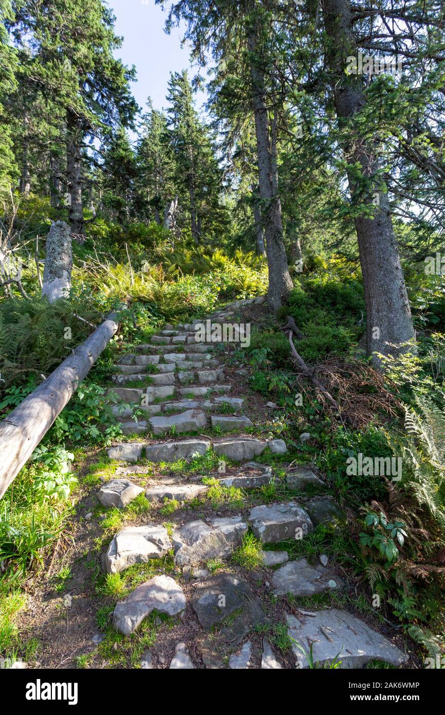 Path way in forest, summer nature landscape Stock Photo - Alamy