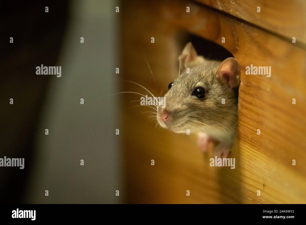 One cute rat looking out of a wooden box Stock Photo - Alamy