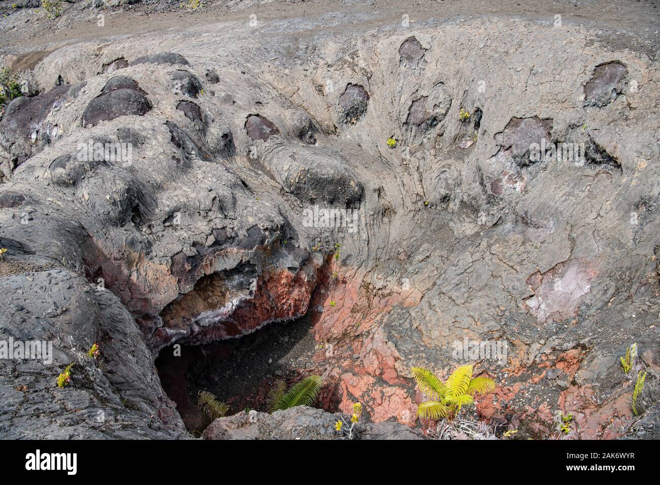 first signs of fresh new life growing in an old lava field Big Island ...