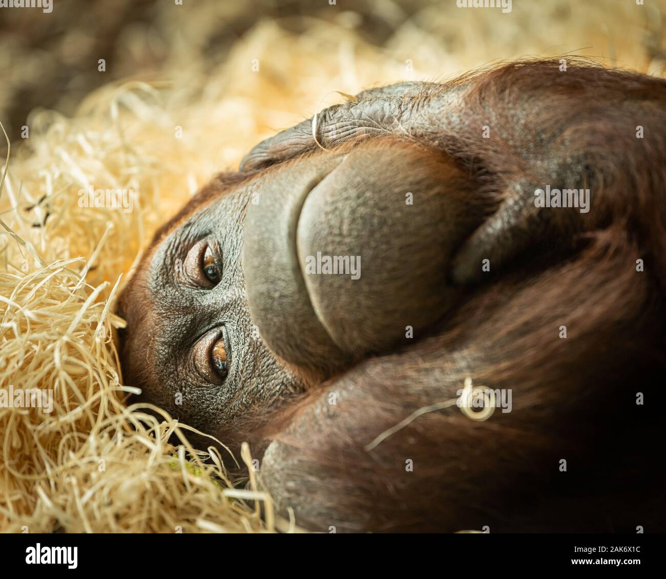 Portrait of a female orangutan (Pongo pygmaeus) lying on a bunch of ...