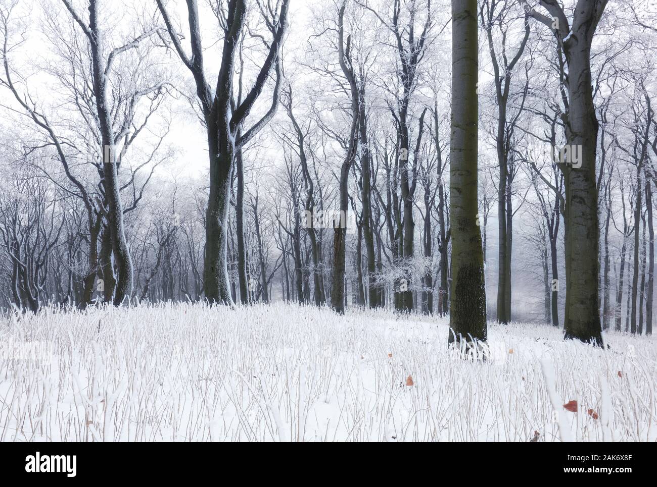 Forest in winter with fog and snow landscape Stock Photo - Alamy