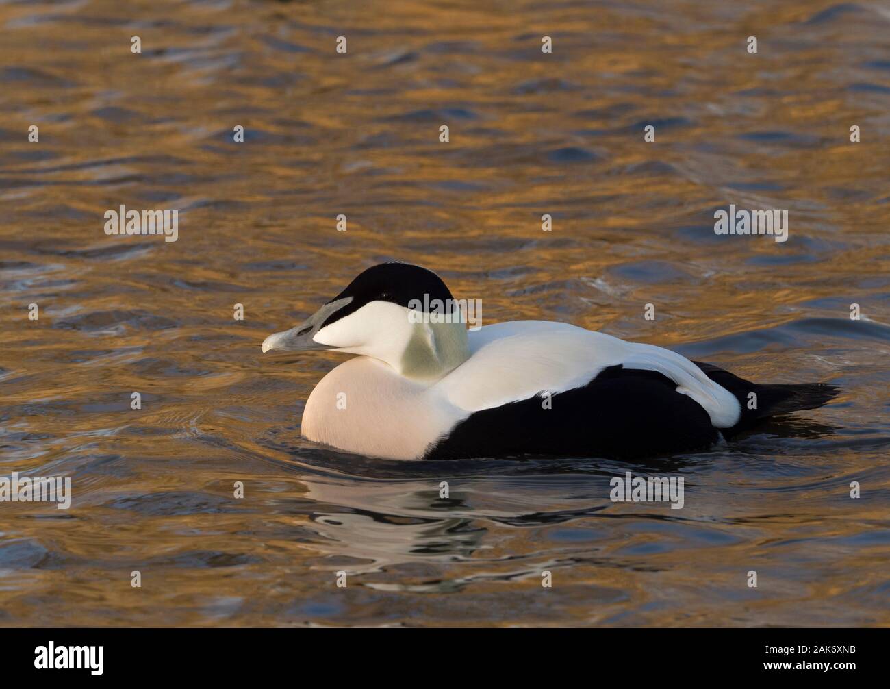 Common Eider, Somateria mollissima, Single adult male swimming ...