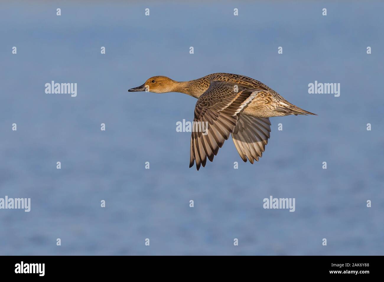 Anas acuta uk autumn hi-res stock photography and images - Alamy