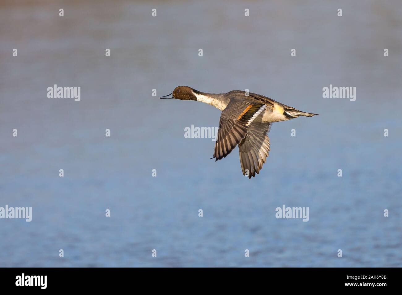 Northern Pintail Drake Flight High Resolution Stock Photography and ...
