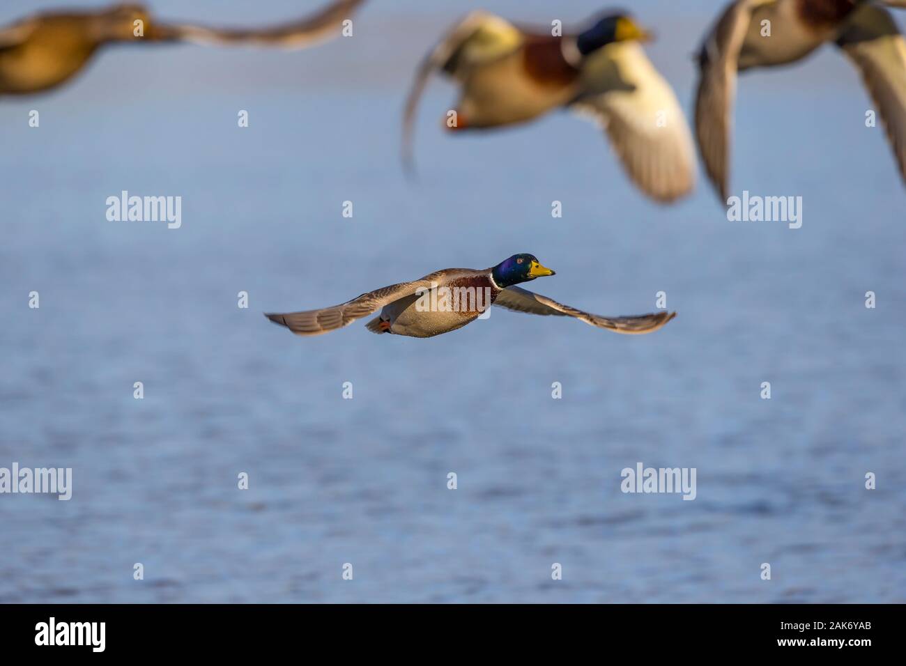 Ducks Flying Uk Water Stock Photos & Ducks Flying Uk Water Stock Images ...