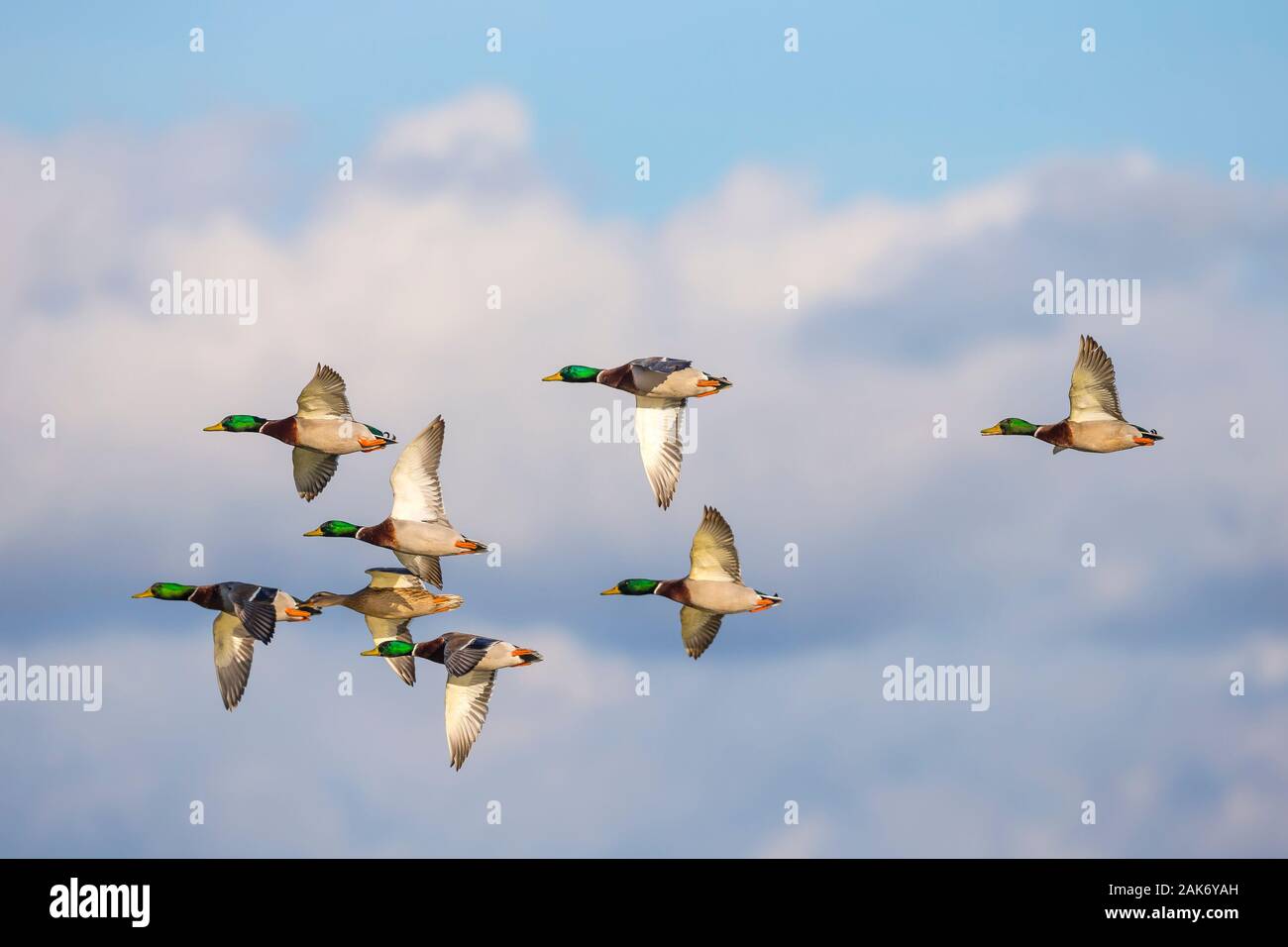 Flock Of Mallard Duck Flying