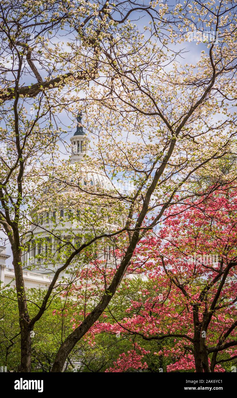 The USA Capitol Building Dome, Washington, DC, USA. Seen in Spring ...