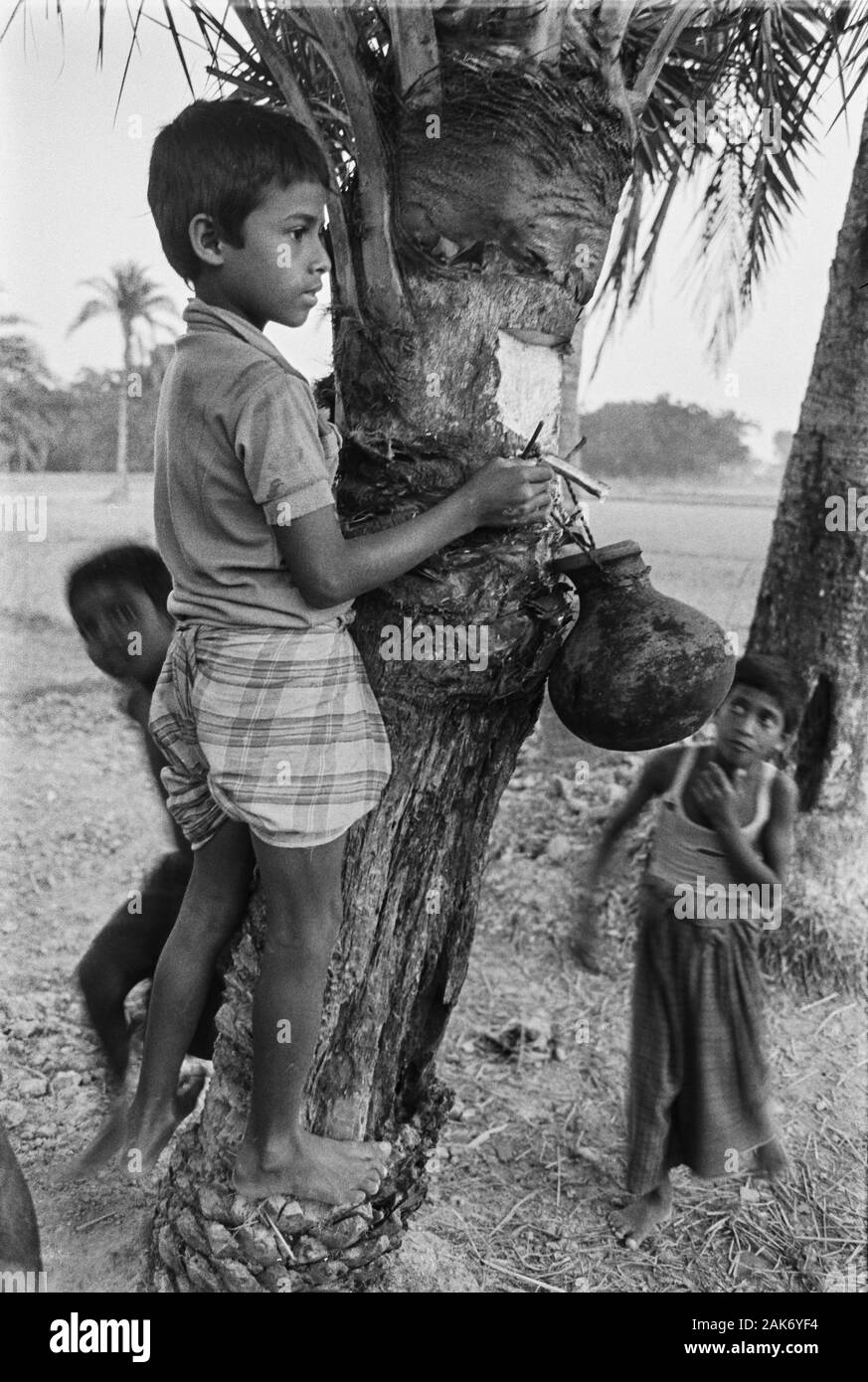 12/32b/36 Uri Char, tapping palm tree Stock Photo - Alamy