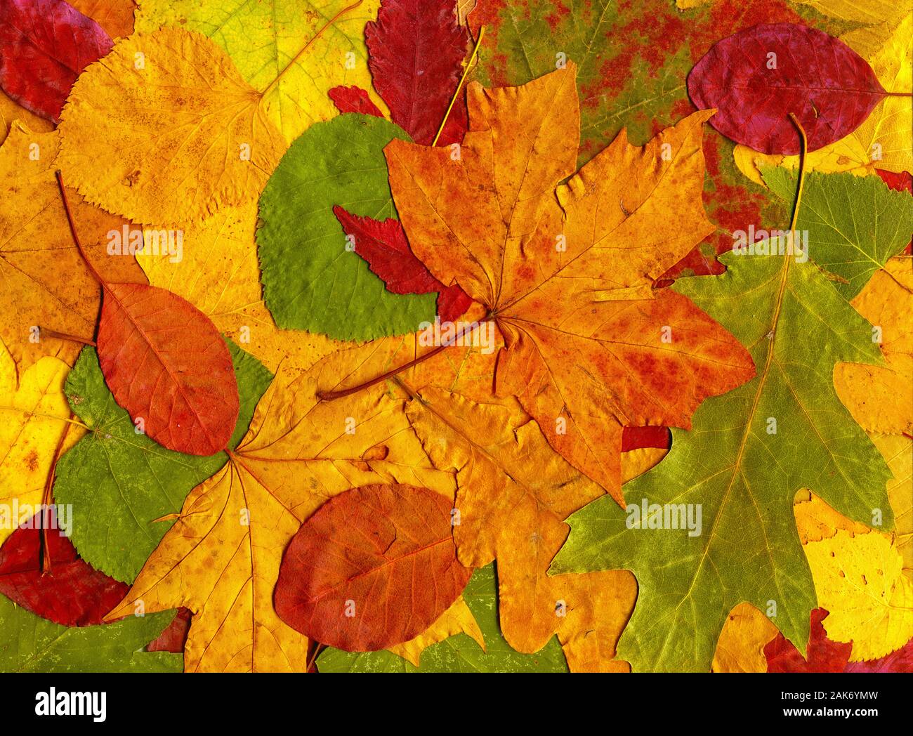 autumn leaves - background with laid colored pressed leaves Stock Photo ...