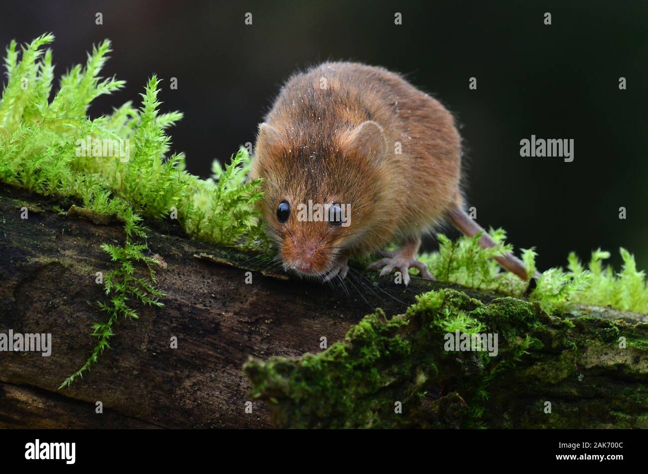 Acrobatic mouse hi-res stock photography and images - Alamy
