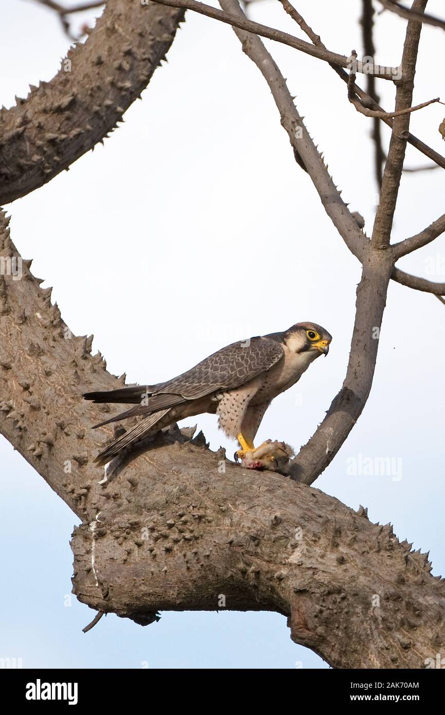 Lanner falcons hi-res stock photography and images - Alamy