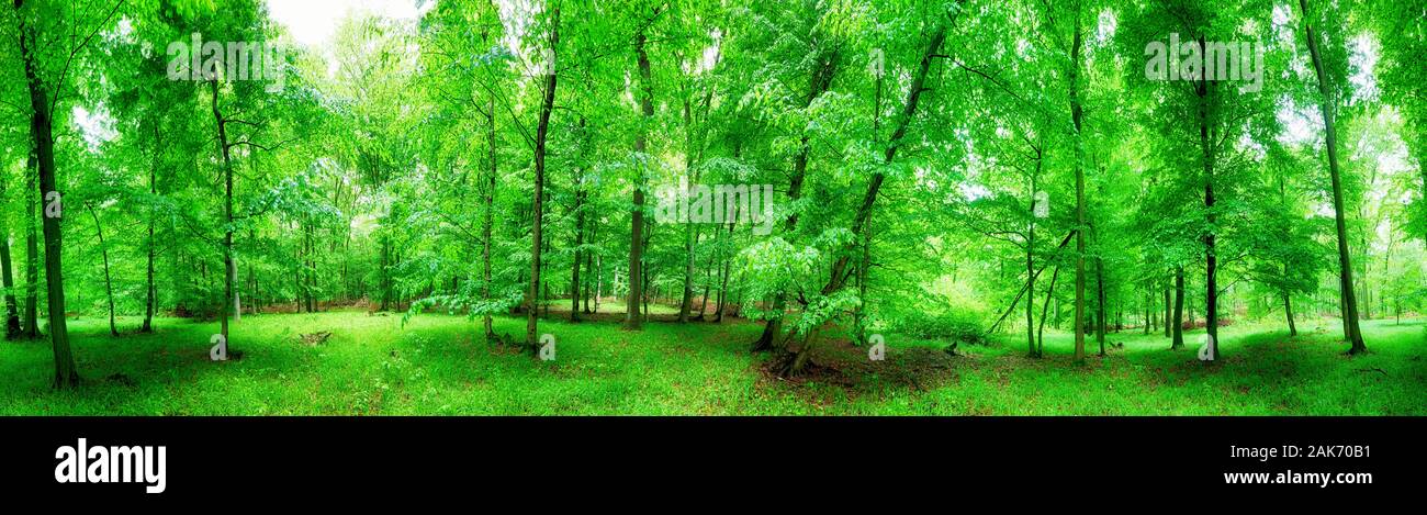 Green forest panorama at rain Stock Photo - Alamy