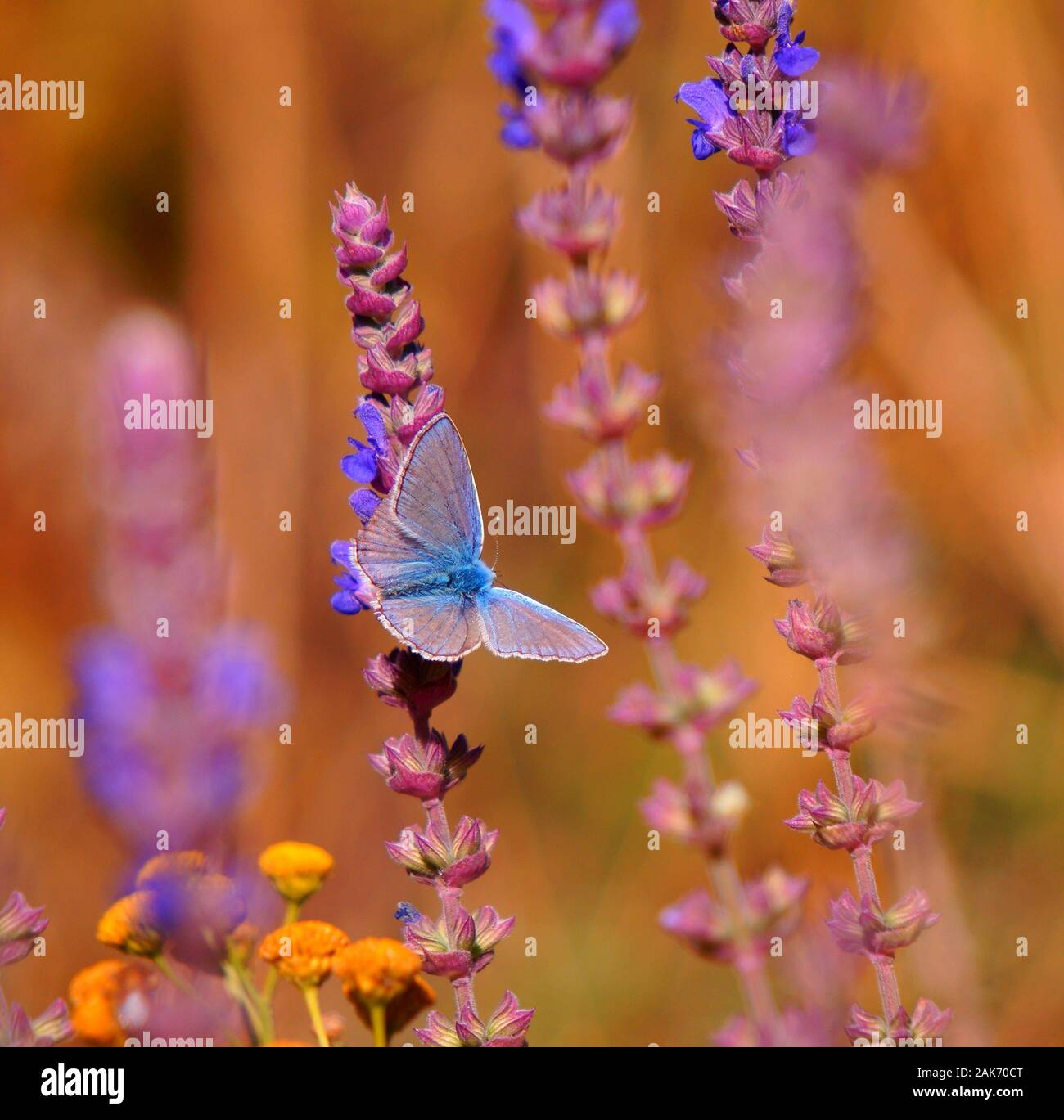 Butterflies in nature hi-res stock photography and images - Alamy