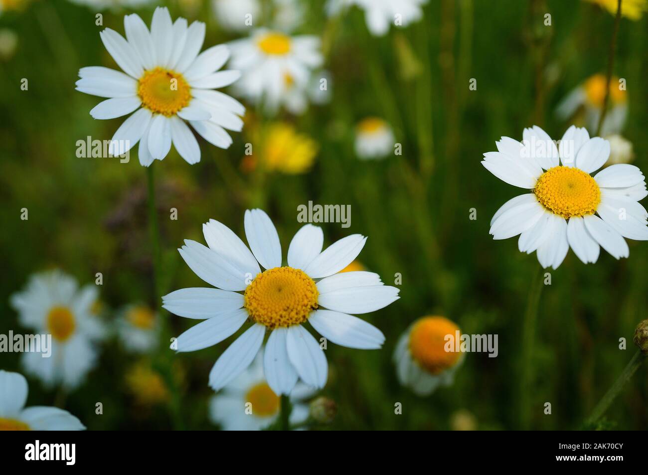 Wildflowers in natural landscape hi-res stock photography and images ...