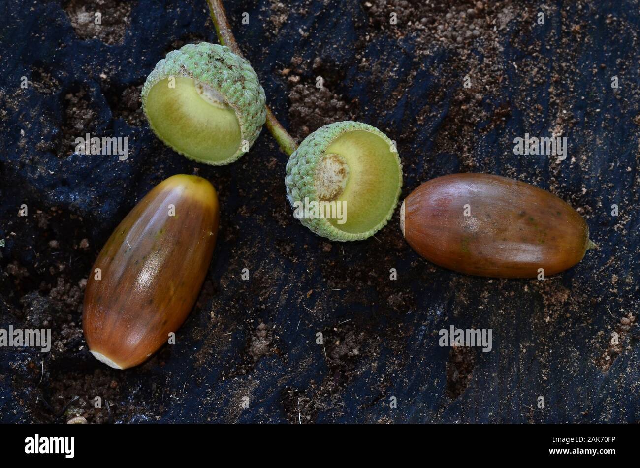 Fallen, ripe acorns and cups Stock Photo - Alamy