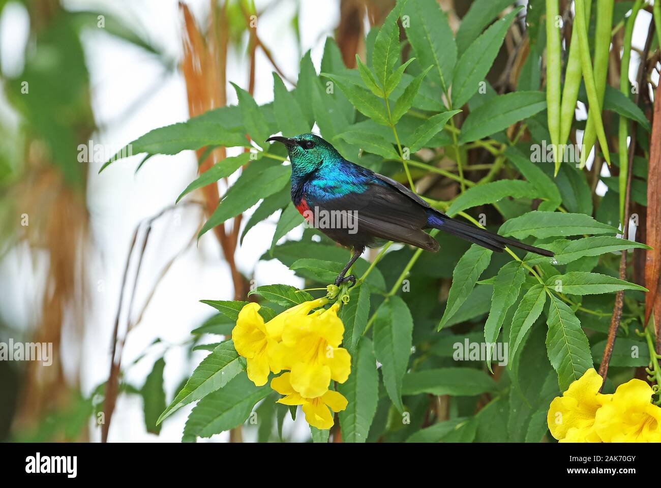 Uganda flower hi-res stock photography and images - Alamy