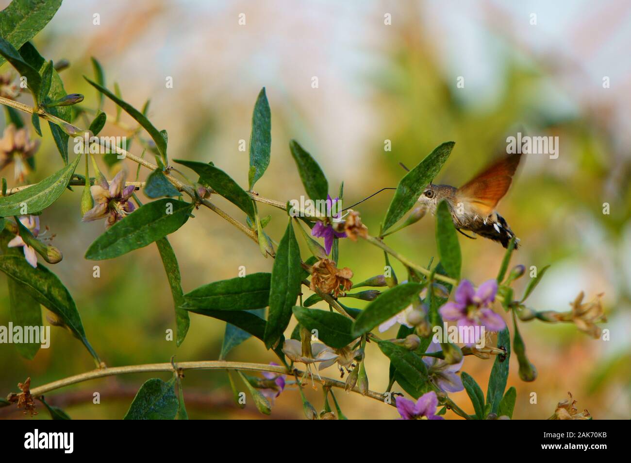 Butterflies in nature hi-res stock photography and images - Alamy