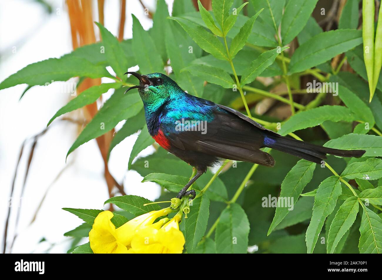 African sunbirds hi-res stock photography and images - Alamy
