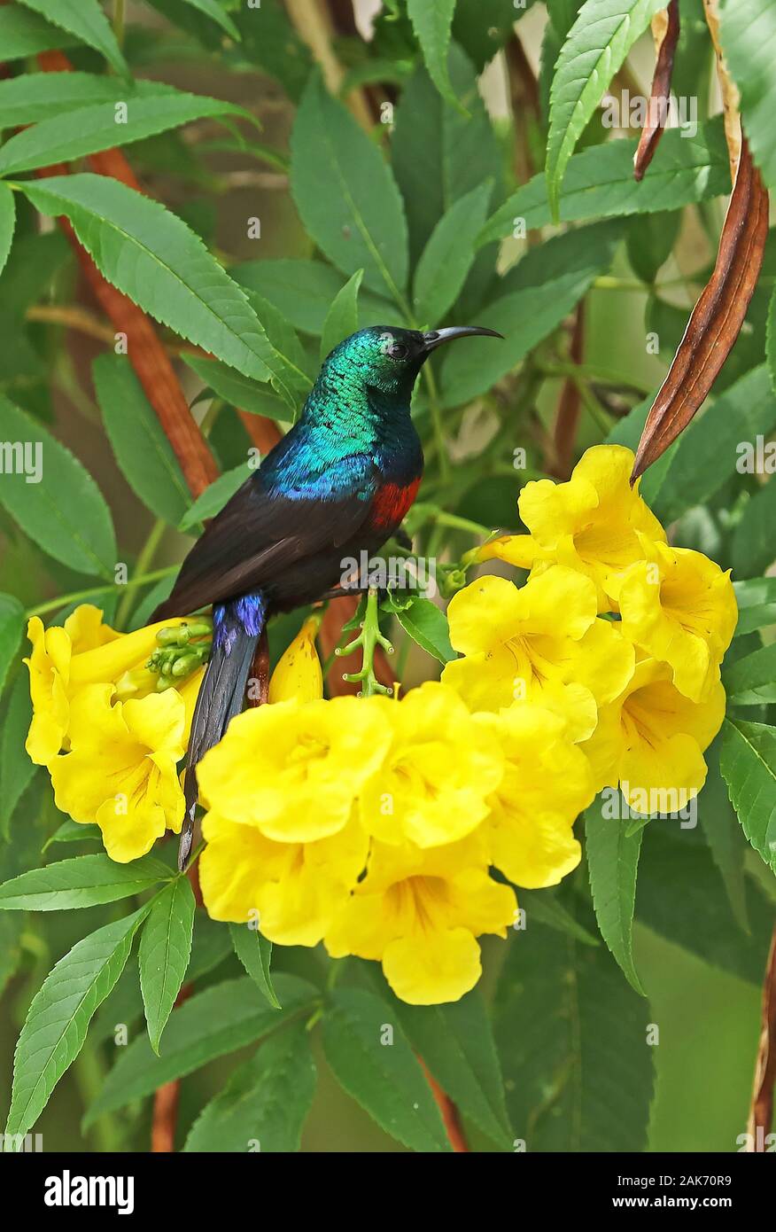 African sunbirds hi-res stock photography and images - Alamy