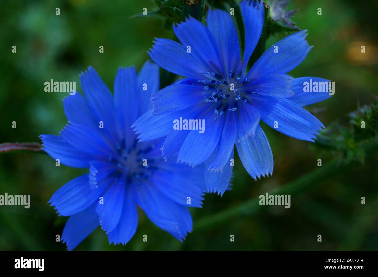 Flowering nature natural hi-res stock photography and images - Alamy