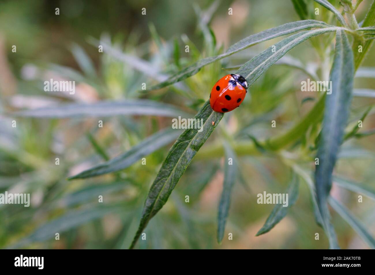 Wildflowers and ladybug hi-res stock photography and images - Alamy