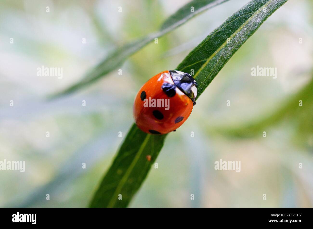 Beauty ladybug hi-res stock photography and images - Alamy