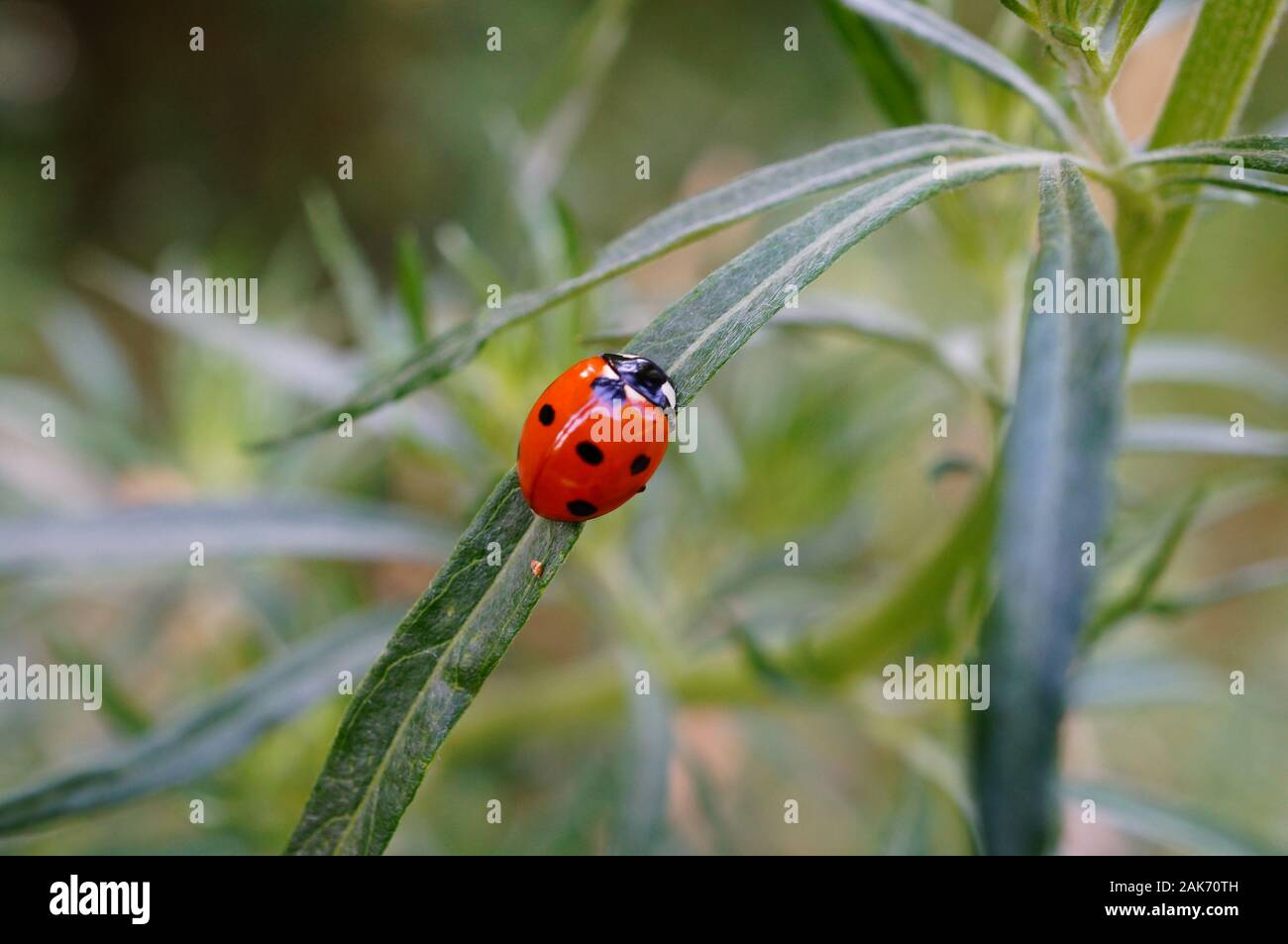 Photo of a ladybug in nature Stock Photo - Alamy