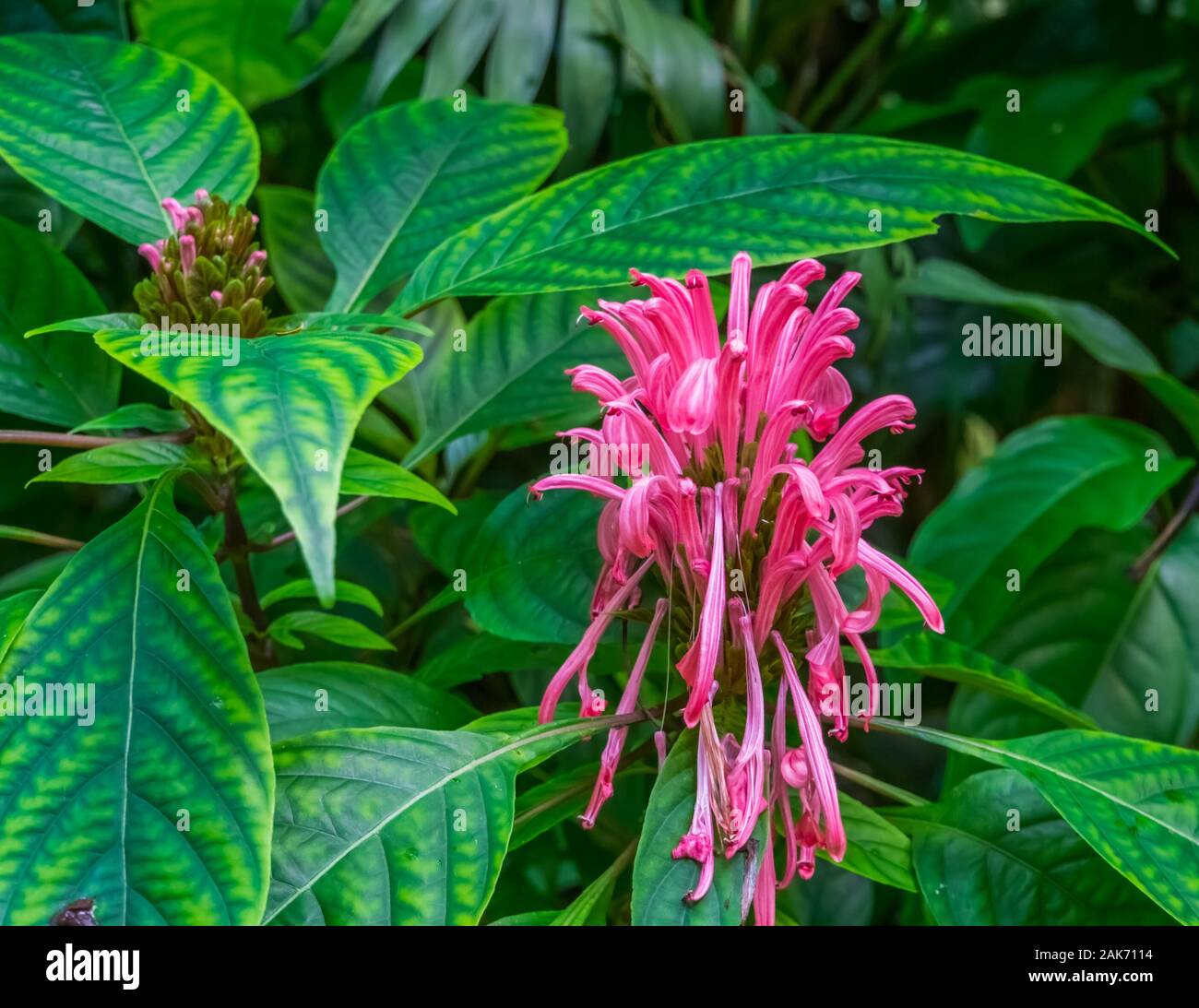 Brazilian plume flower hi-res stock photography and images - Alamy