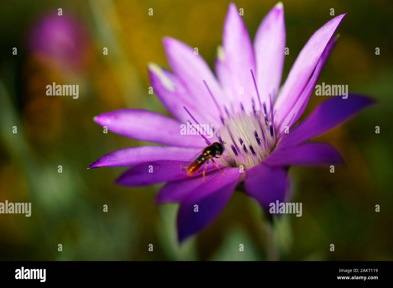 Flowering nature natural hi-res stock photography and images - Alamy