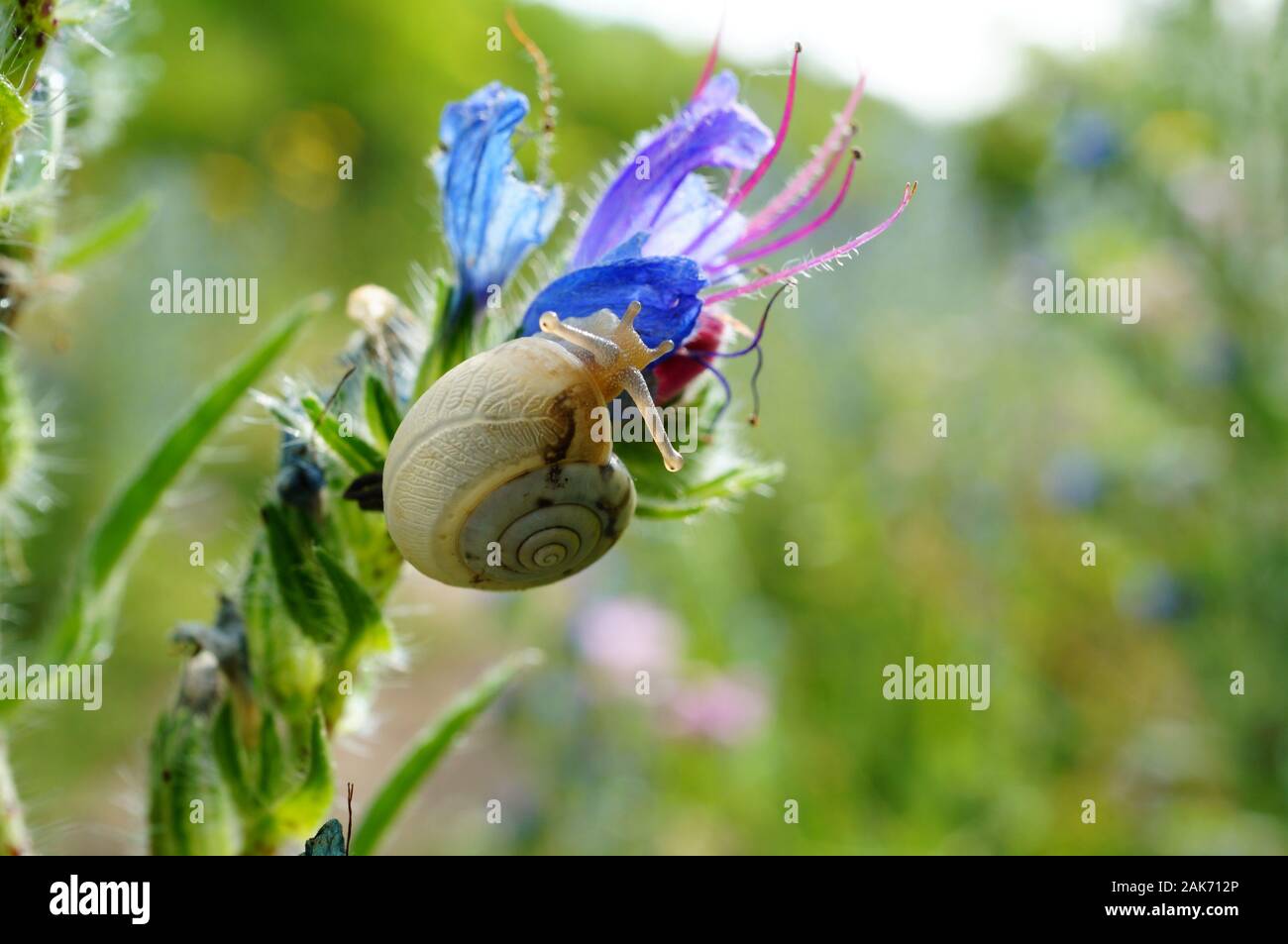 Photo of a cute snail in wildflowers Stock Photo - Alamy