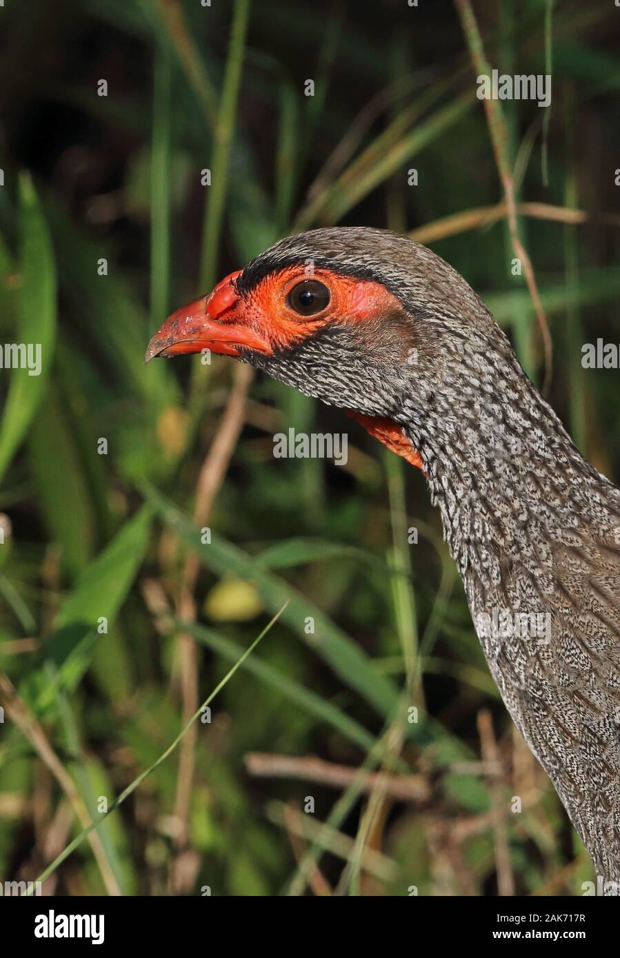 Red-necked Francolin (Pternistis afer cranchii) close up of adult head Queen Elizabeth National ...