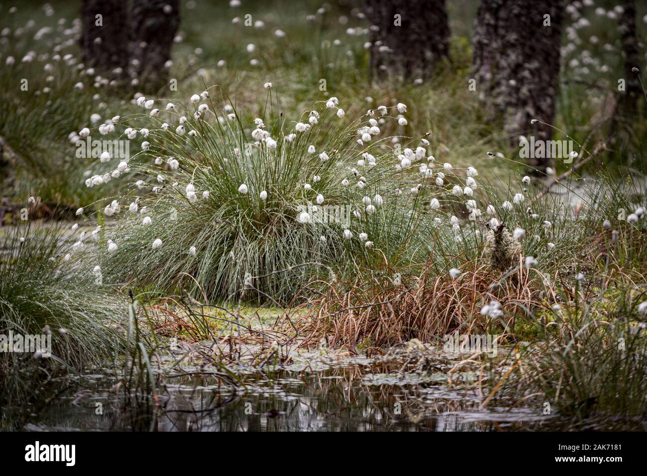 Swamp plant hi-res stock photography and images - Alamy