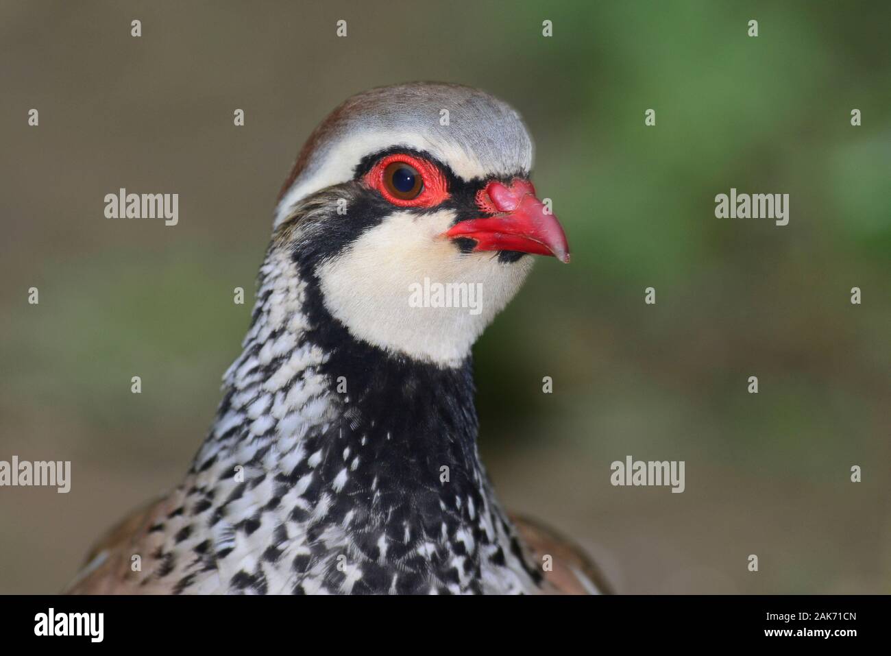 Red-legged partridge head and shoulders Stock Photo - Alamy