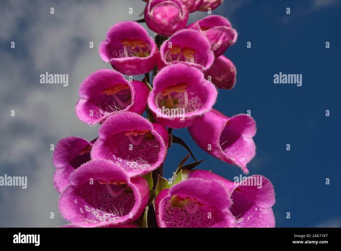 Temperate grasslands hi-res stock photography and images - Alamy