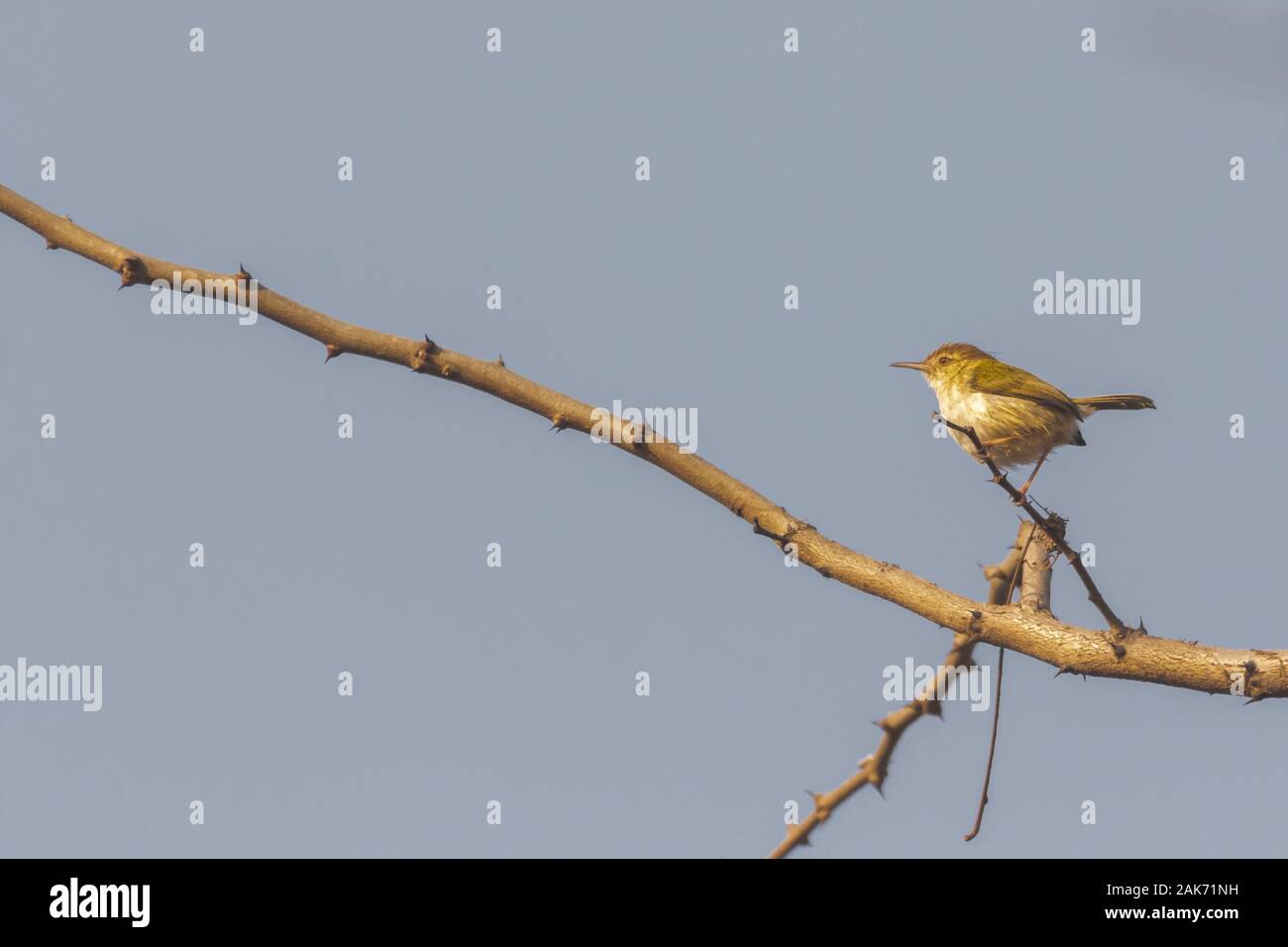 Prinia brid hi-res stock photography and images - Alamy