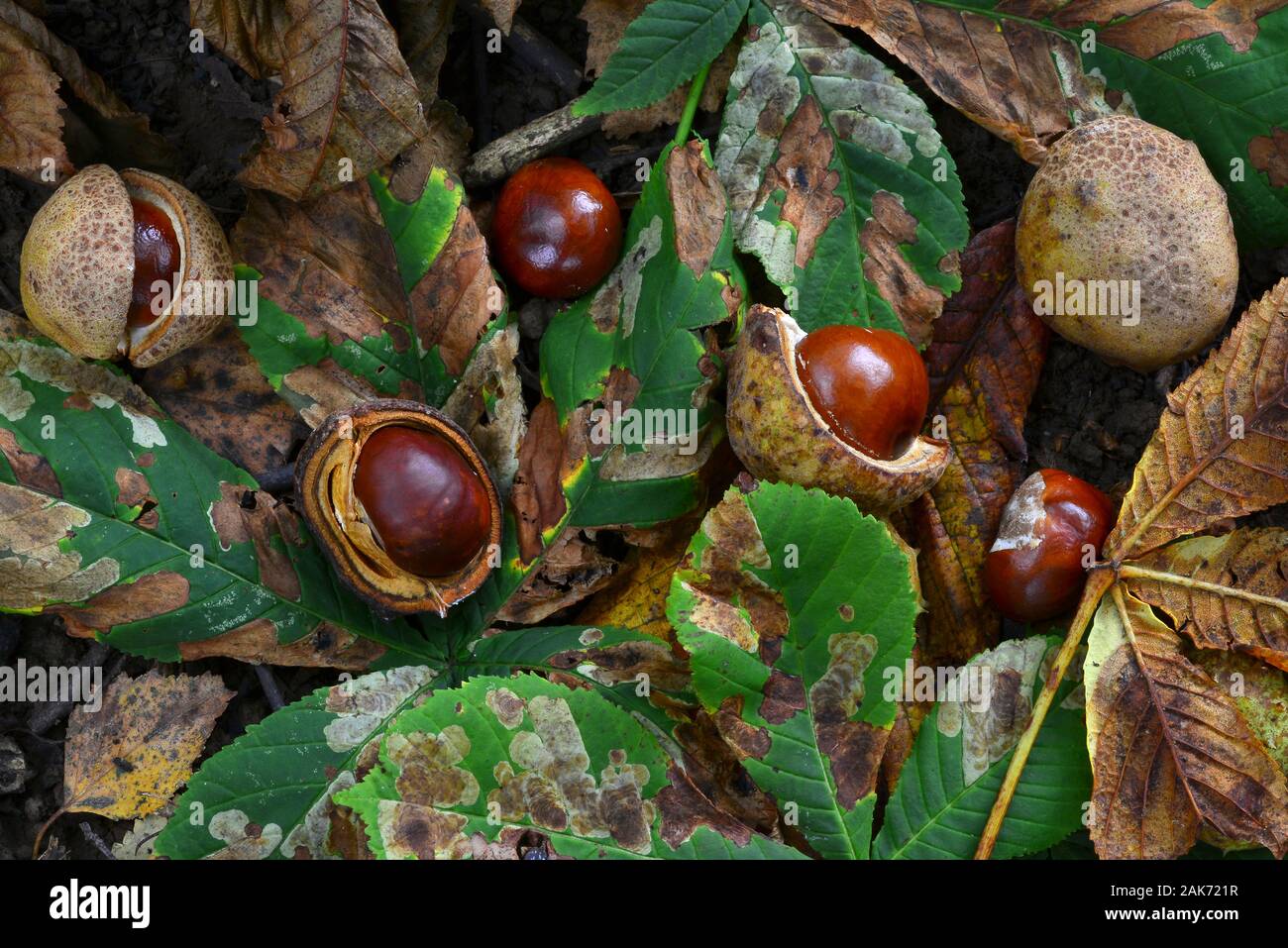 horse chestnuts or conkers Stock Photo - Alamy