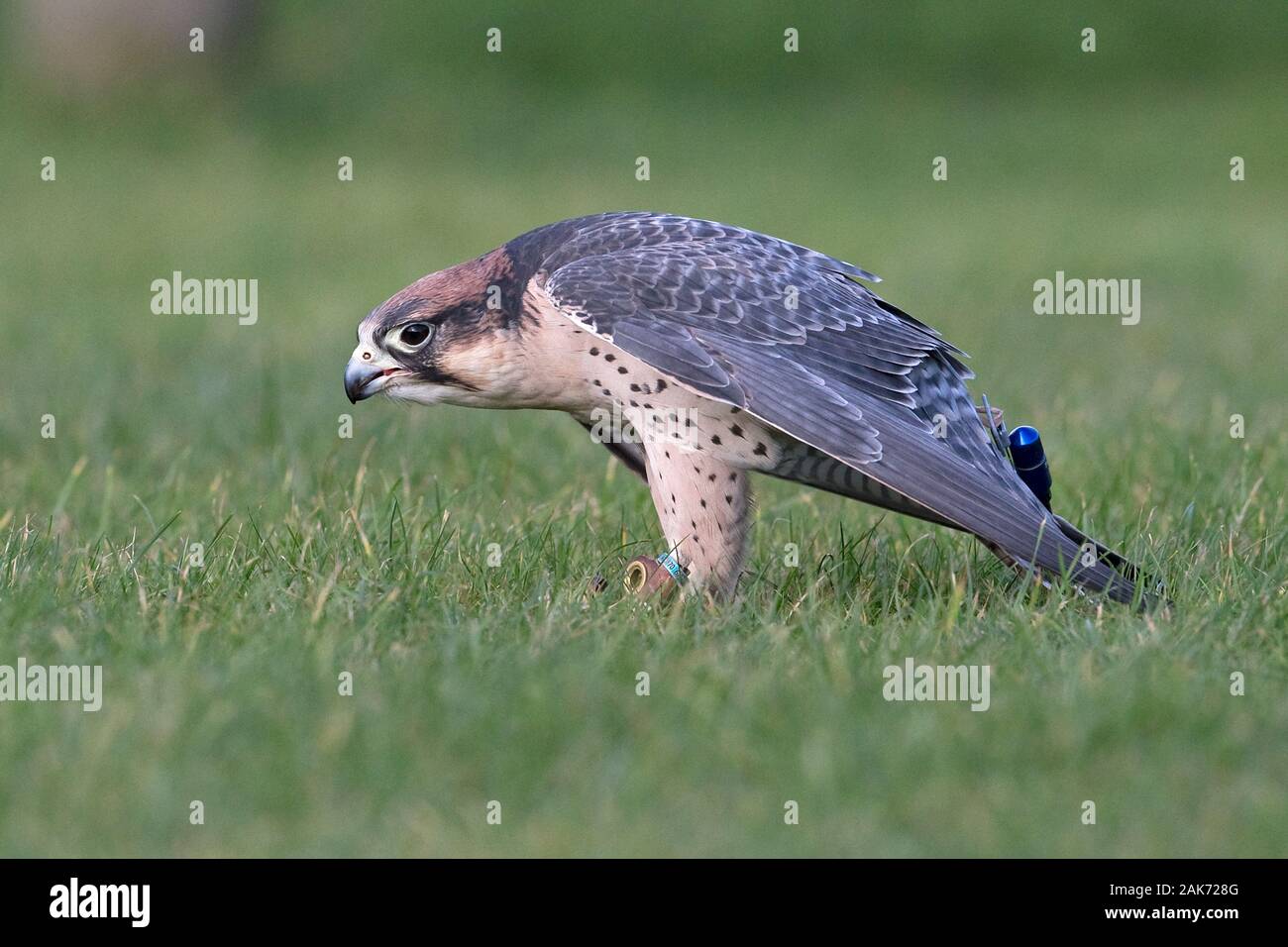 Lanner Falcon (Falco biarmicus) CAPTIVE Stock Photo - Alamy
