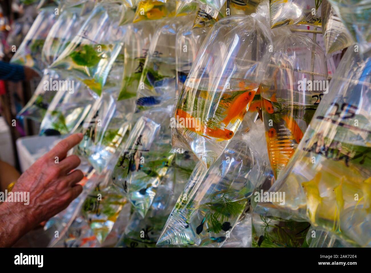Gold fish bag hi-res stock photography and images - Alamy