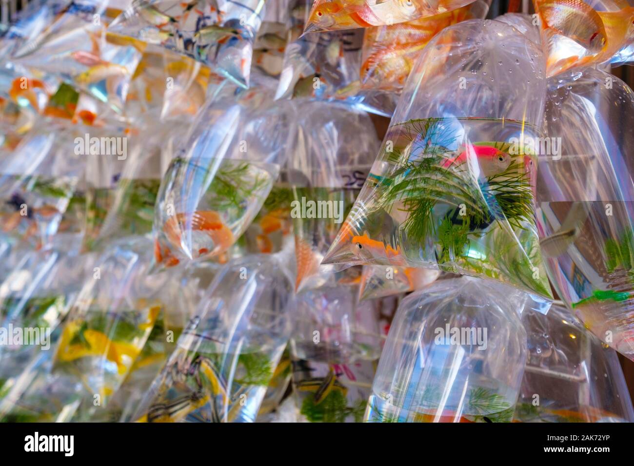 colorful fish in plastic bag on street pet market Stock Photo - Alamy