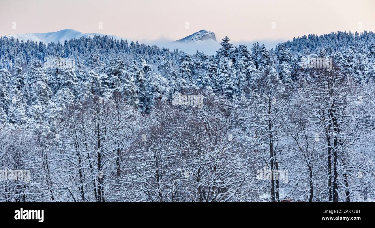 Coniferous forest in the mountains covered with snow Stock Photo - Alamy