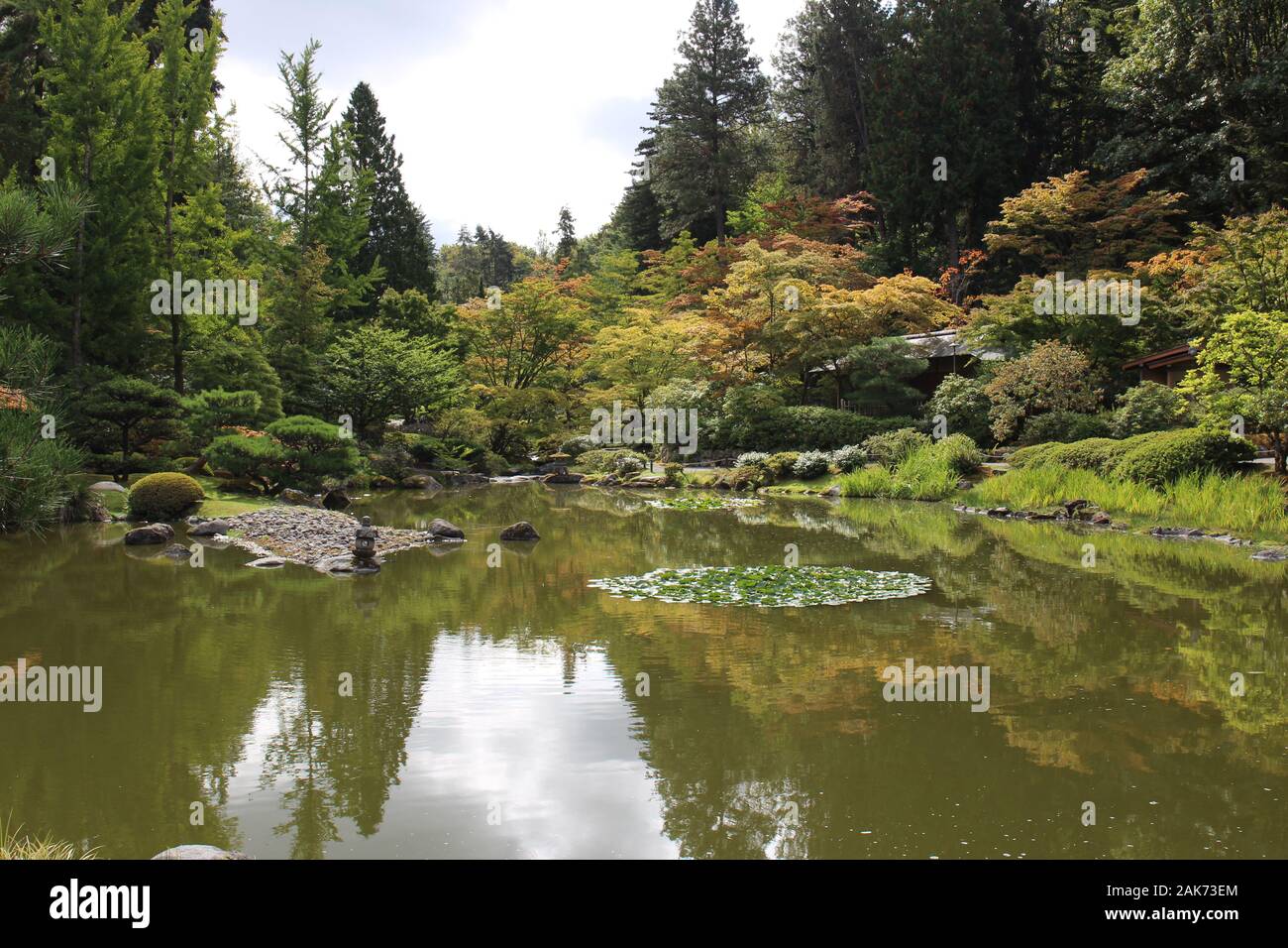A large pond surrounded by evergreen trees and Japanese Maple trees ...