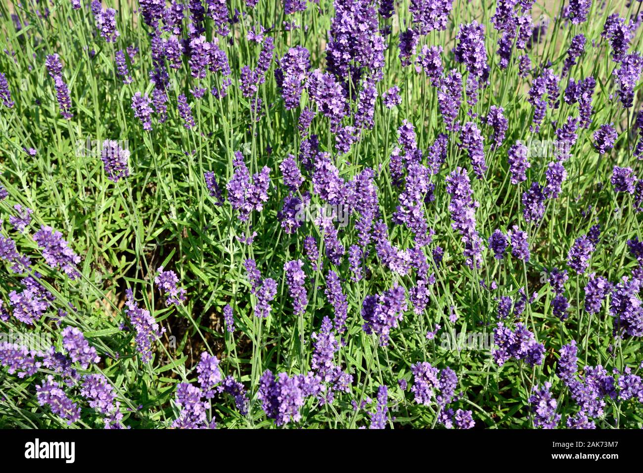 Lavender plant in full bloom during the summer, UK Stock Photo - Alamy
