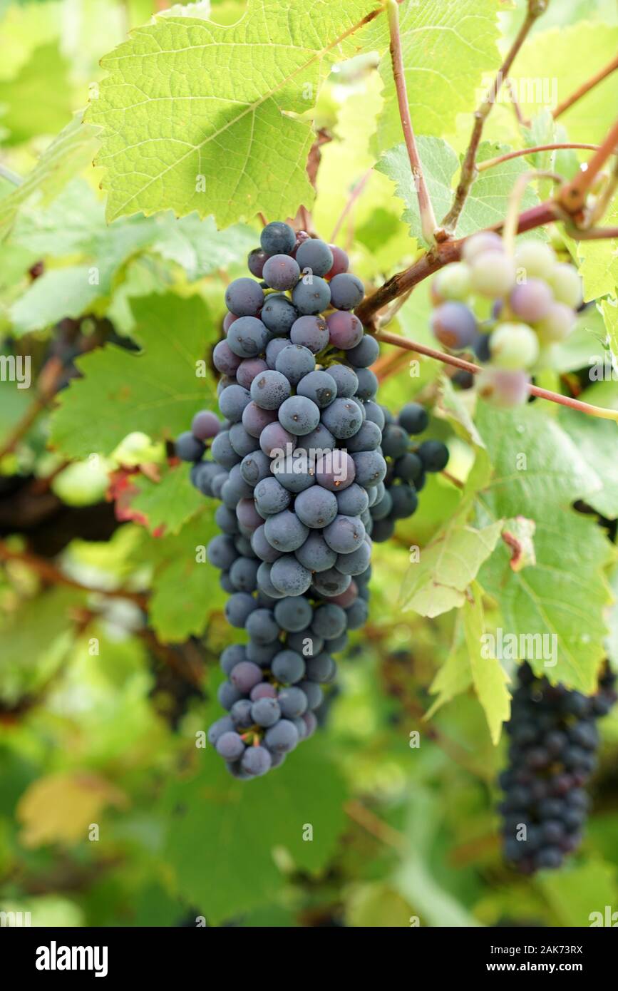 Grapes from the wine-growing region on the Danube photographed in ...