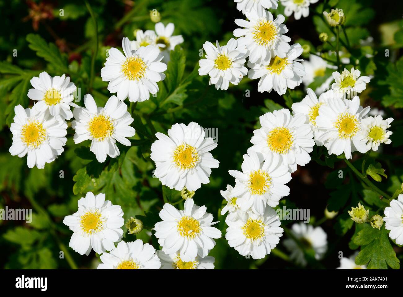 Chrysanthemum Parthenium flowers growing in an English garden, UK Stock ...