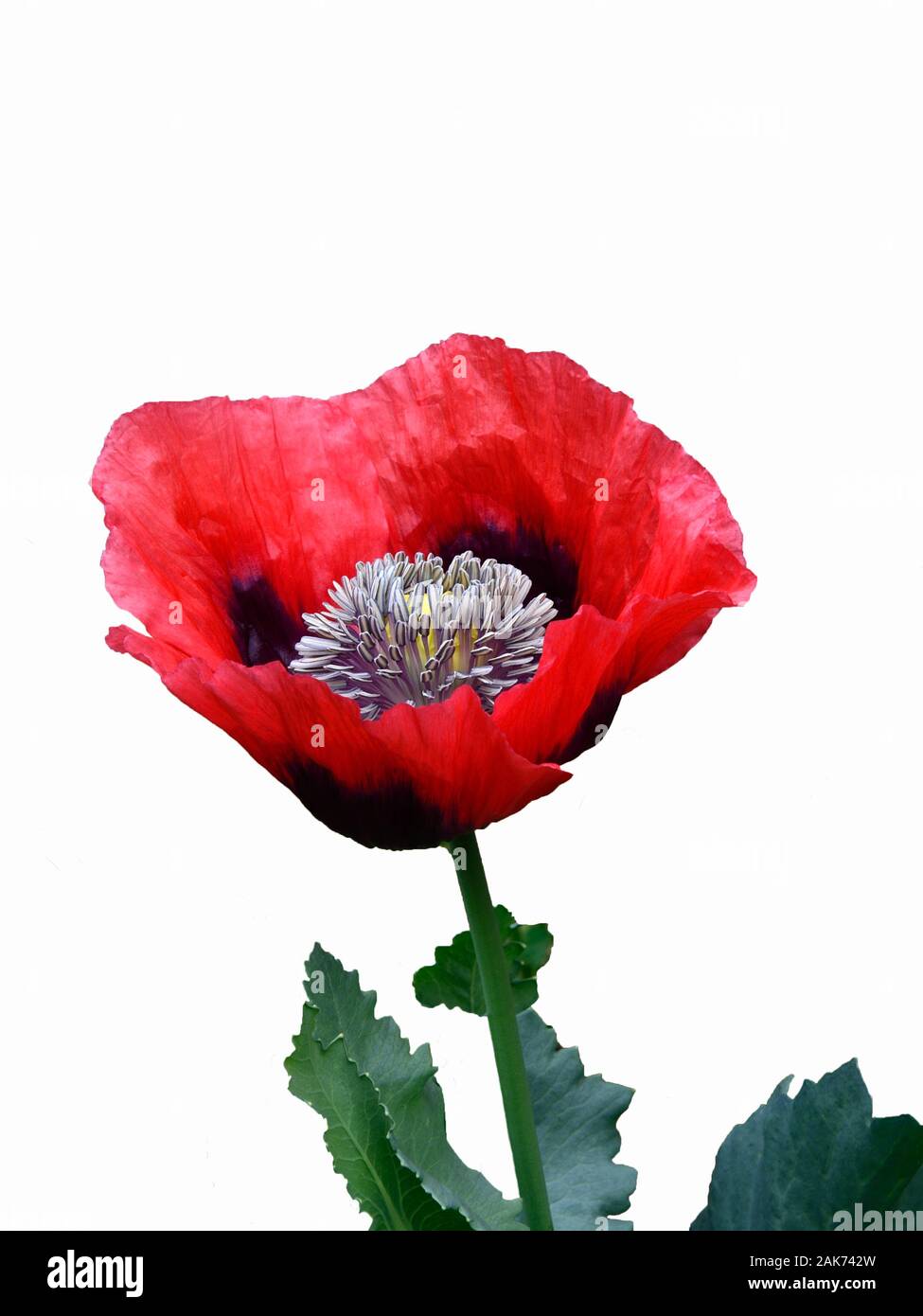 Single red poppy on a white background, UK Stock Photo - Alamy